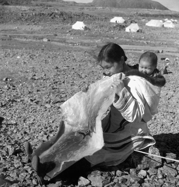 Inuit women and seals: a relationship like no other | Library and ...