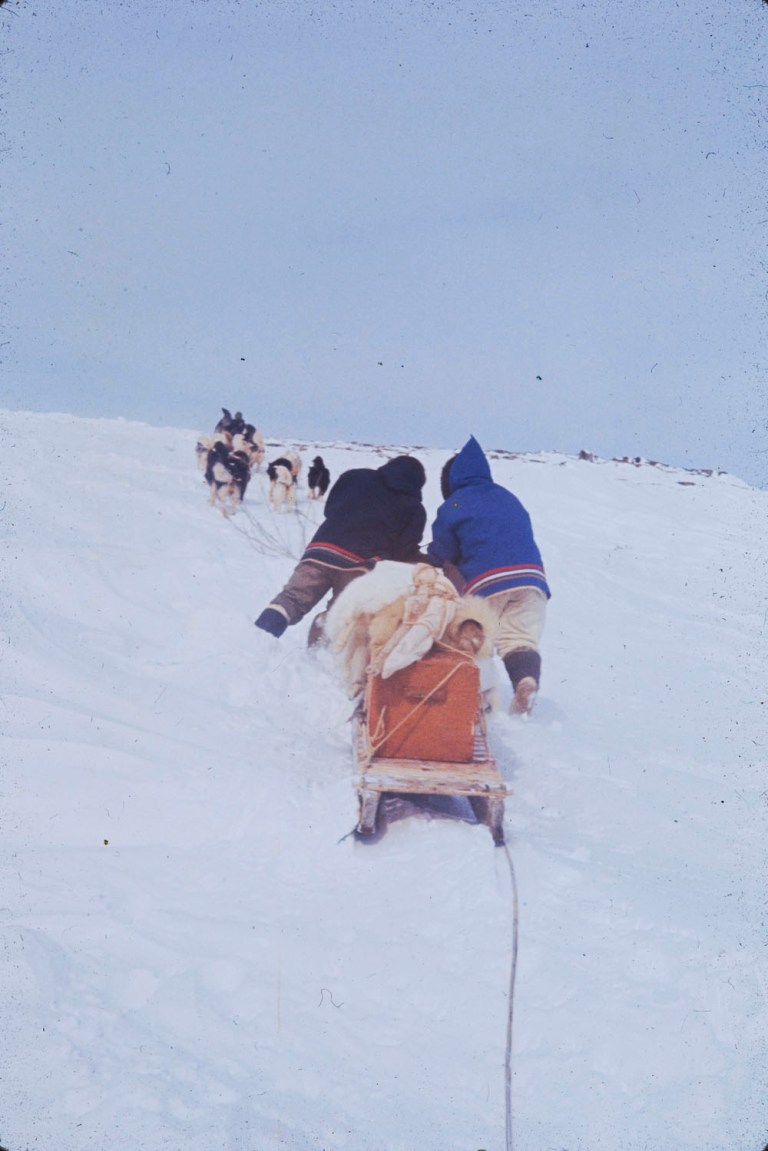 Qimmiit (sled dogs) | Library and Archives Canada Blog